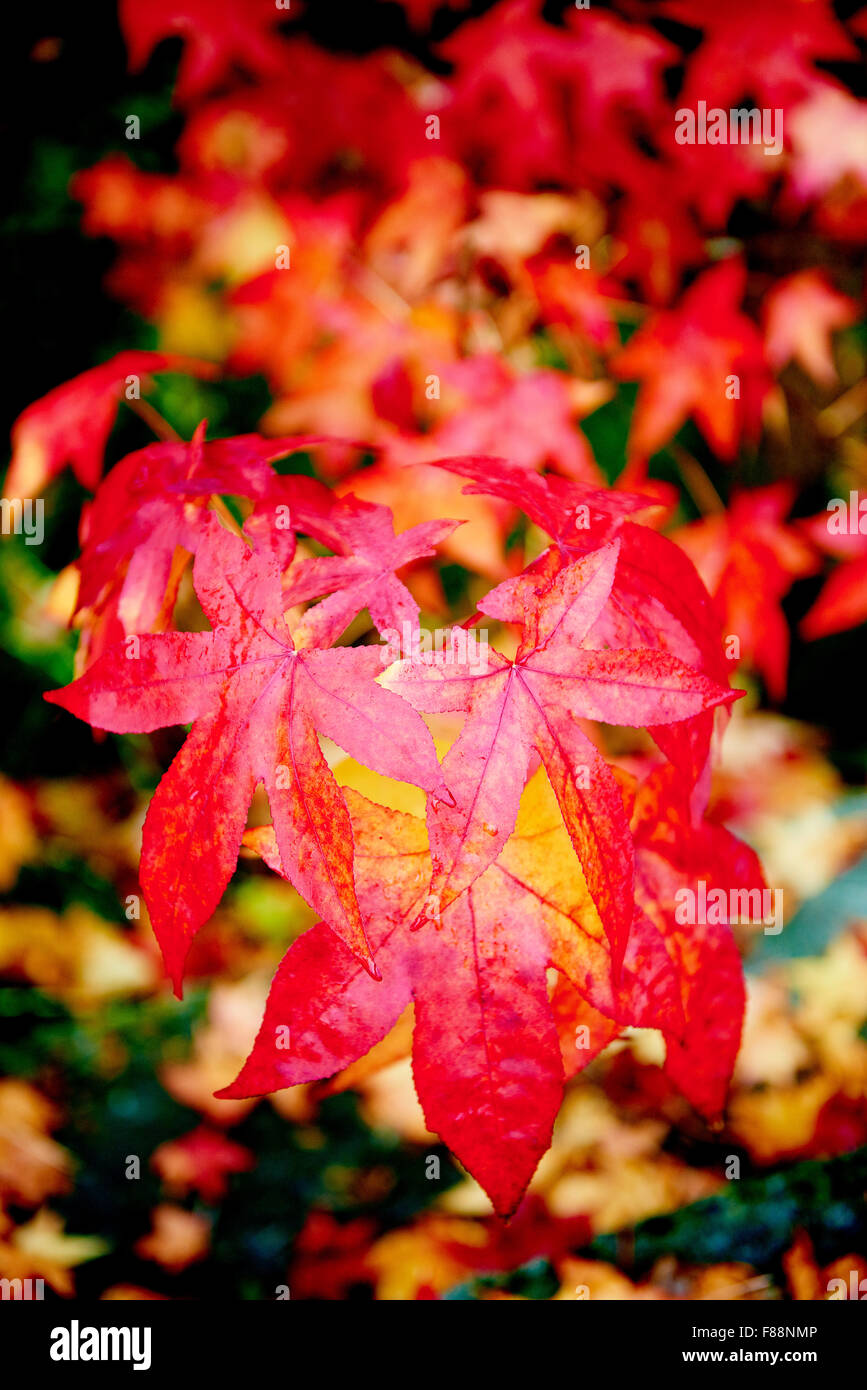 Beautiful maple leaves turning colour in Autumn Stock Photo - Alamy