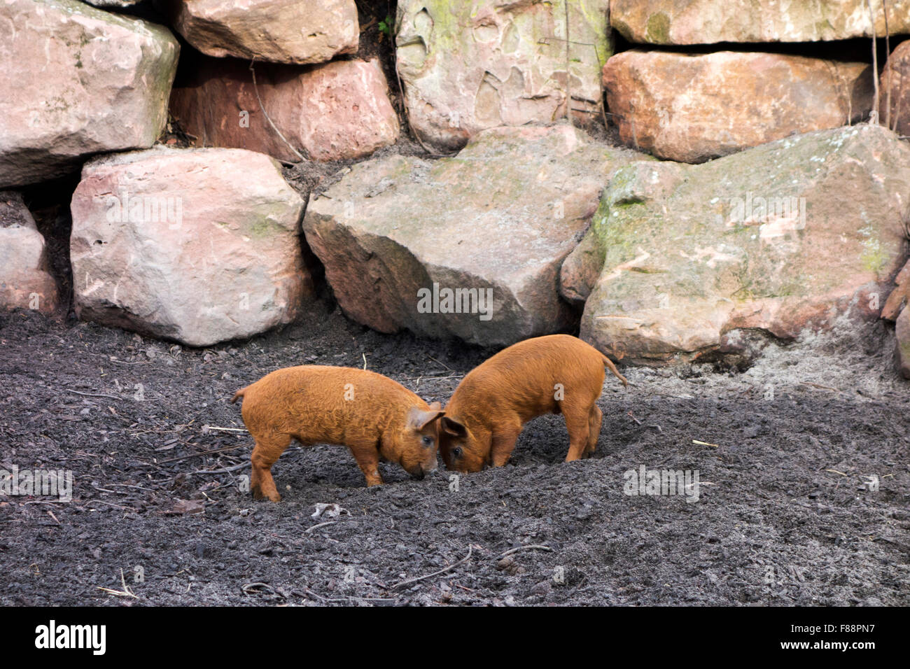 Shoat hi-res stock photography and images - Alamy