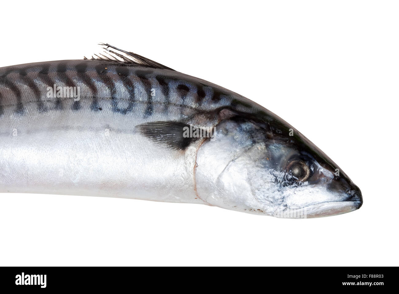 Single fresh mackerel fish. Isolated over white background Stock Photo ...