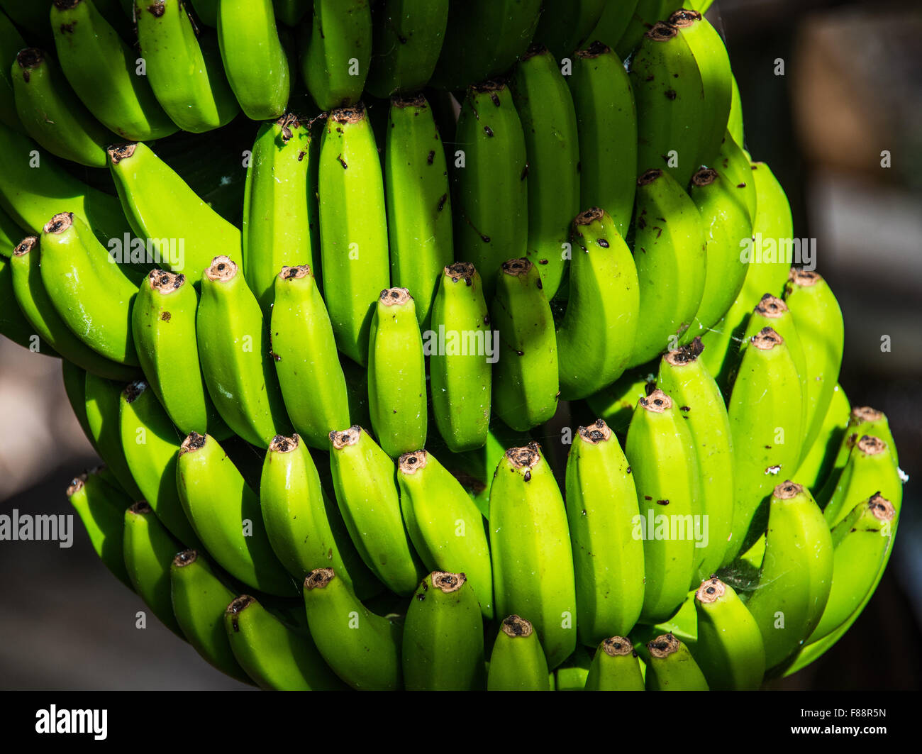 A still green banana shrub can be seen on a plantation on the island of ...