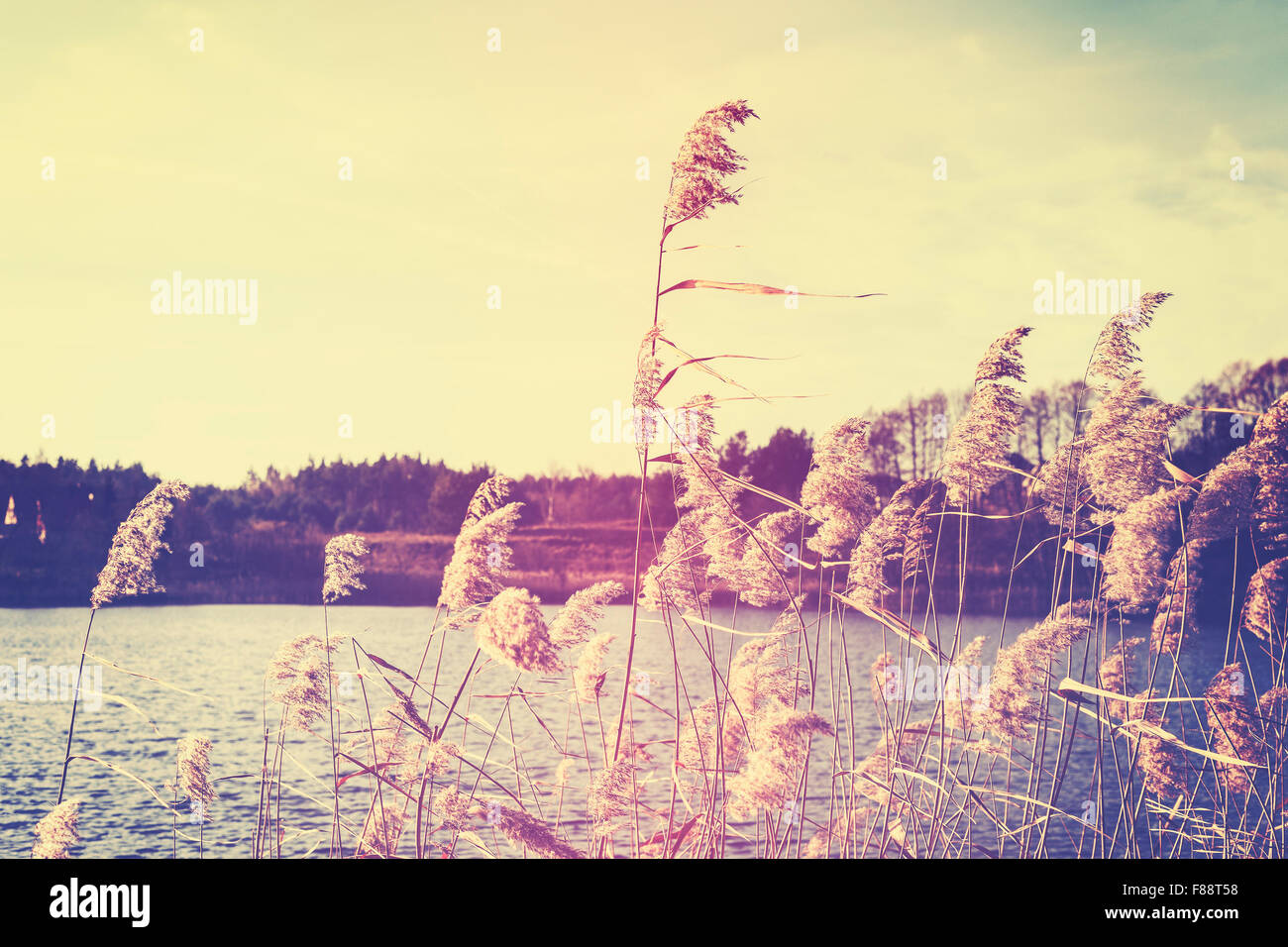 Vintage toned reeds by a lake, nature background with shallow depth of ...