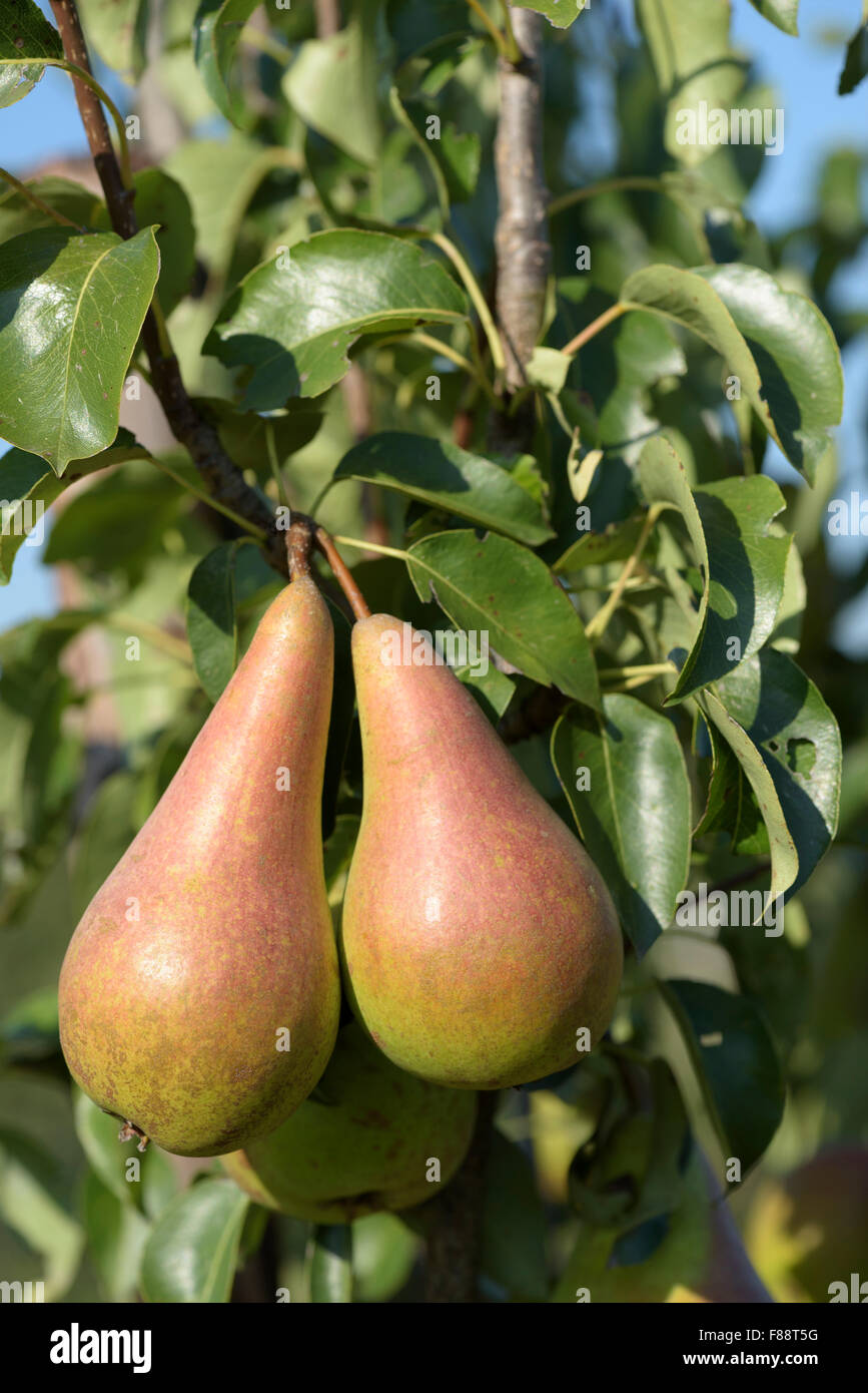 Pyrus communis 'concorde' hi-res stock photography and images - Alamy