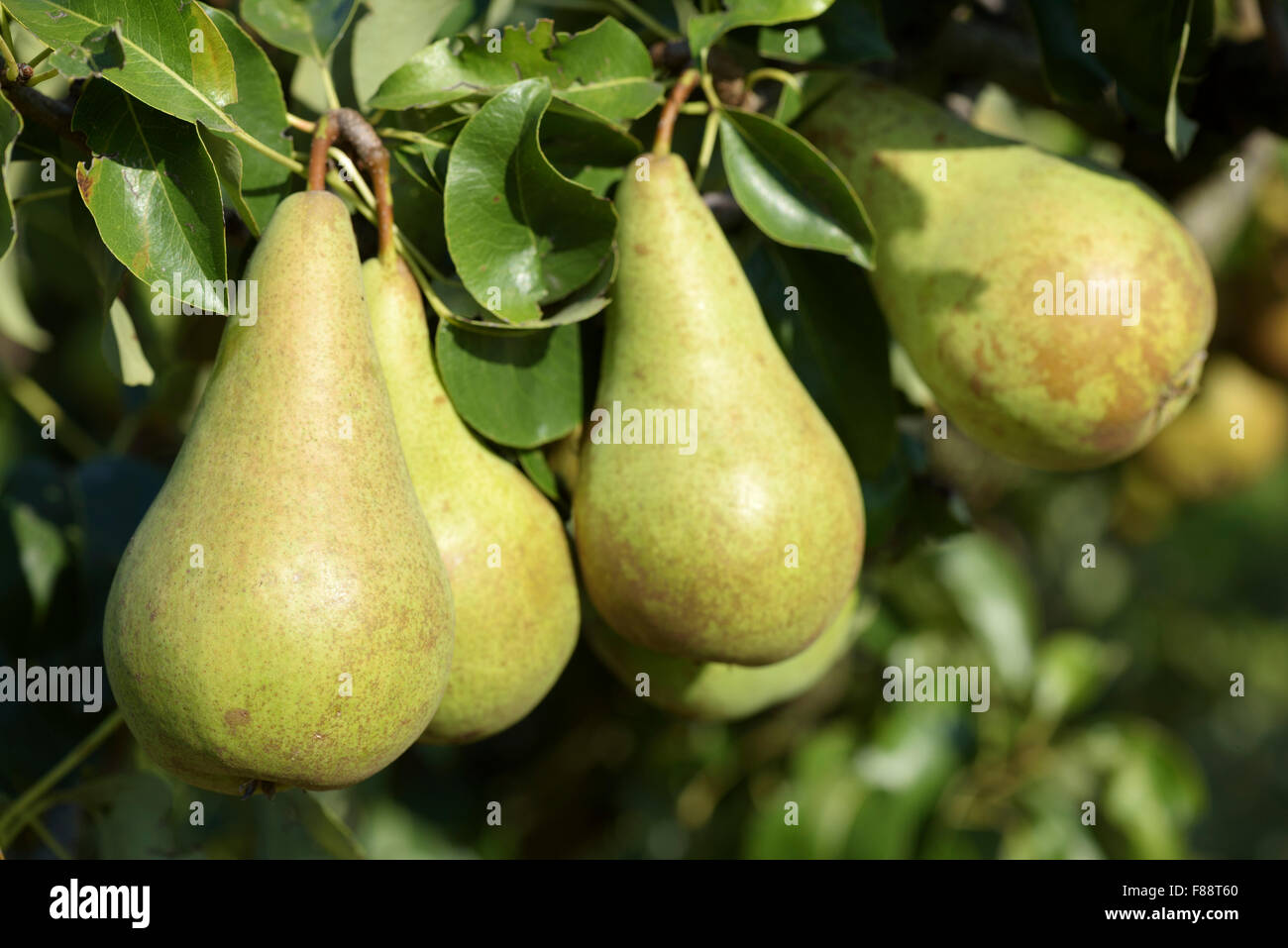 Branch concorde hi-res stock photography and images - Alamy