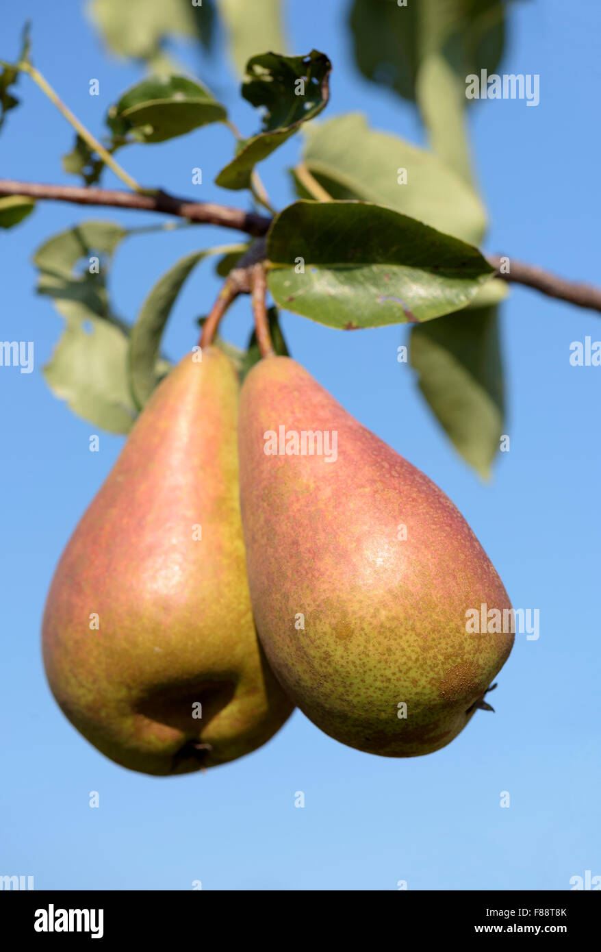 Branch concorde hi-res stock photography and images - Alamy