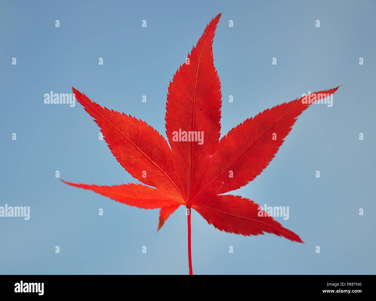 Red maple leaf Stock Photo - Alamy
