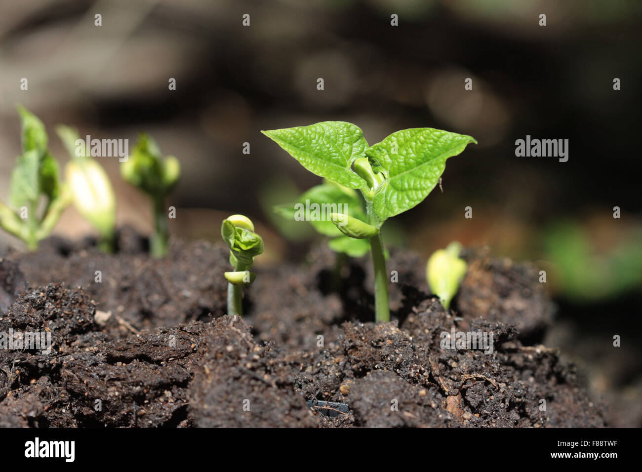 bean seedling popping out of the ground Stock Photo - Alamy