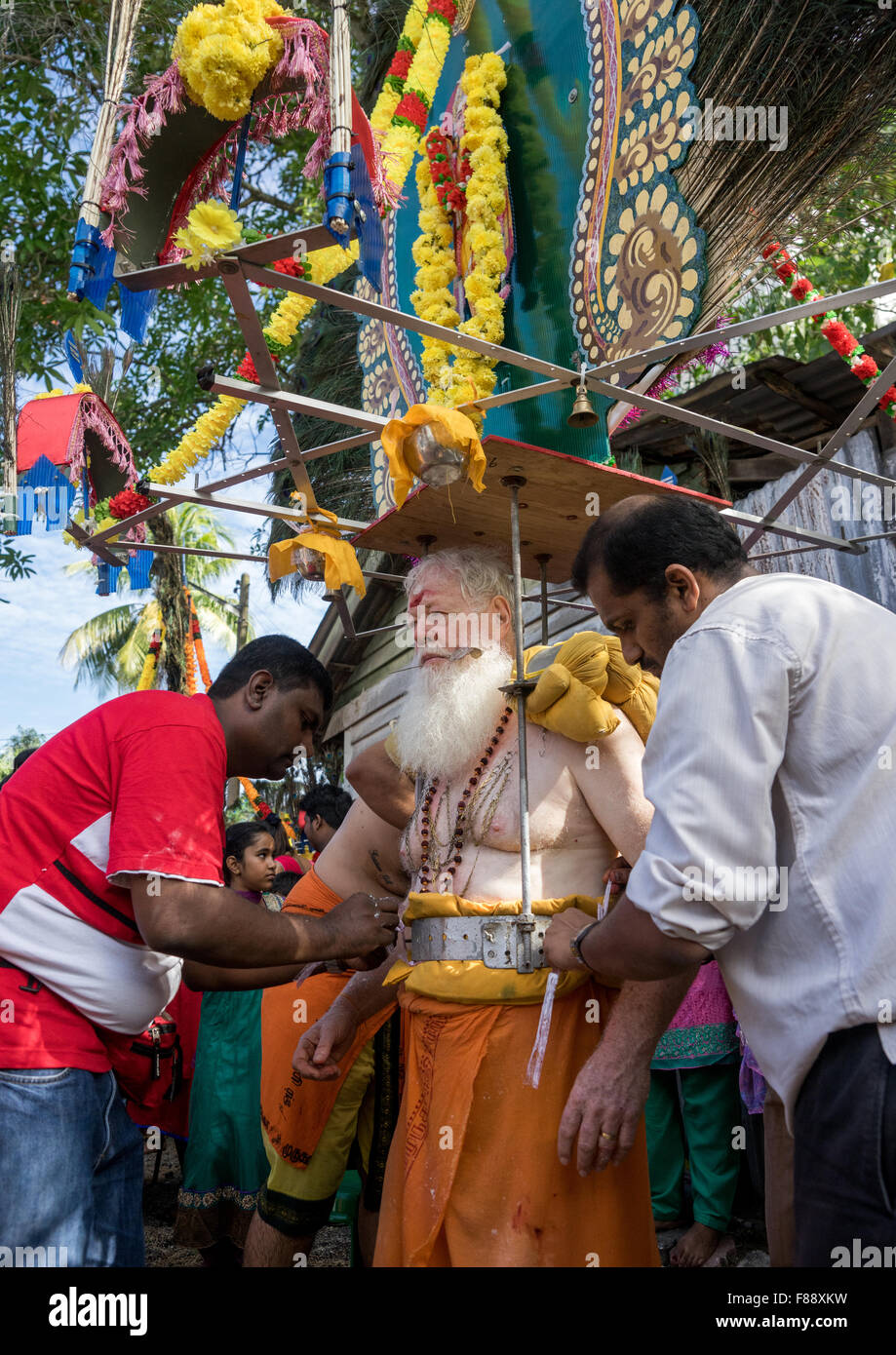 Devotee Kavadi Australian Bearer With Tongue Piercing At Thaipusam ...