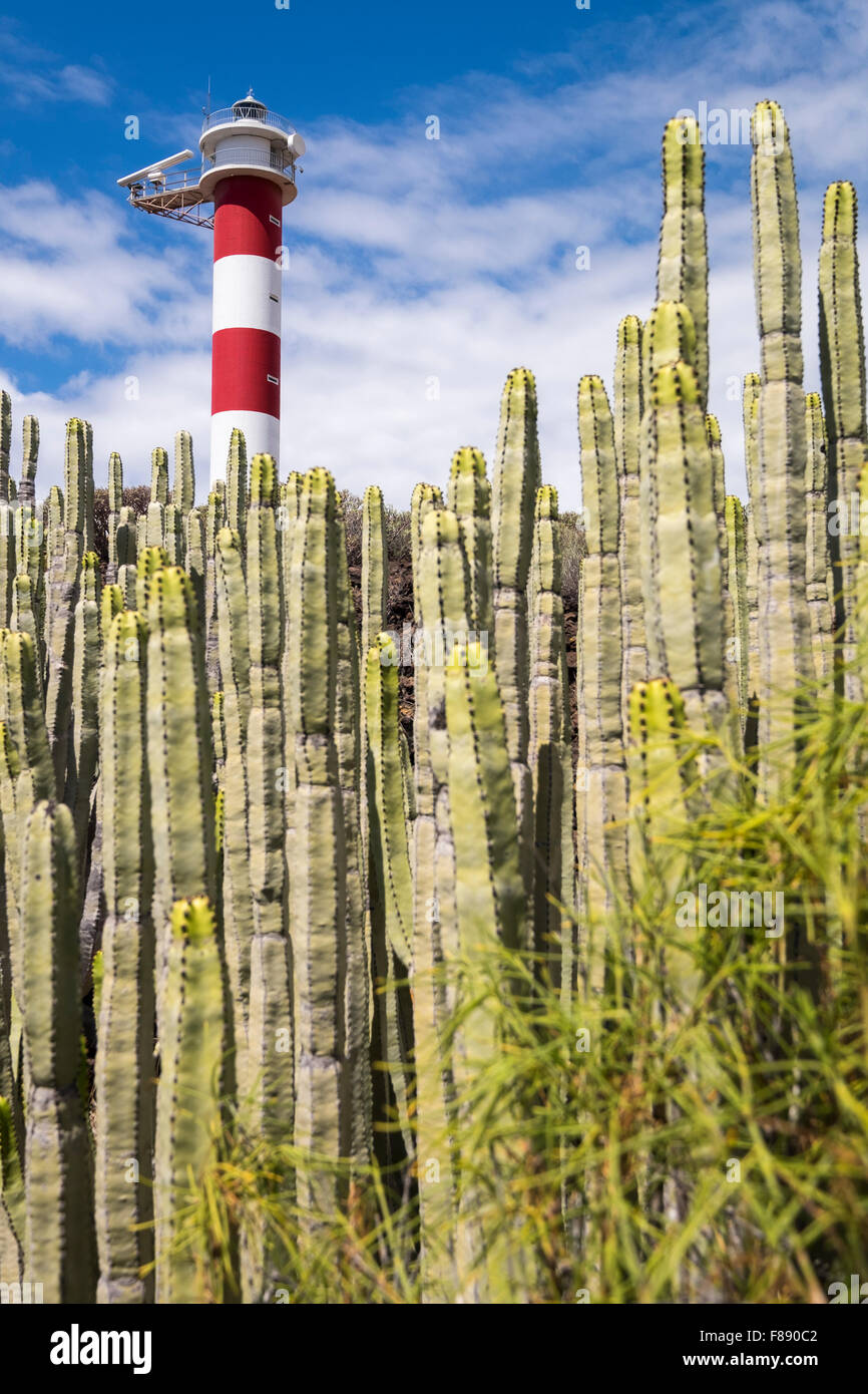 Palm Mar lighthouse and euphorbia canariensis cactus in the malpais ...