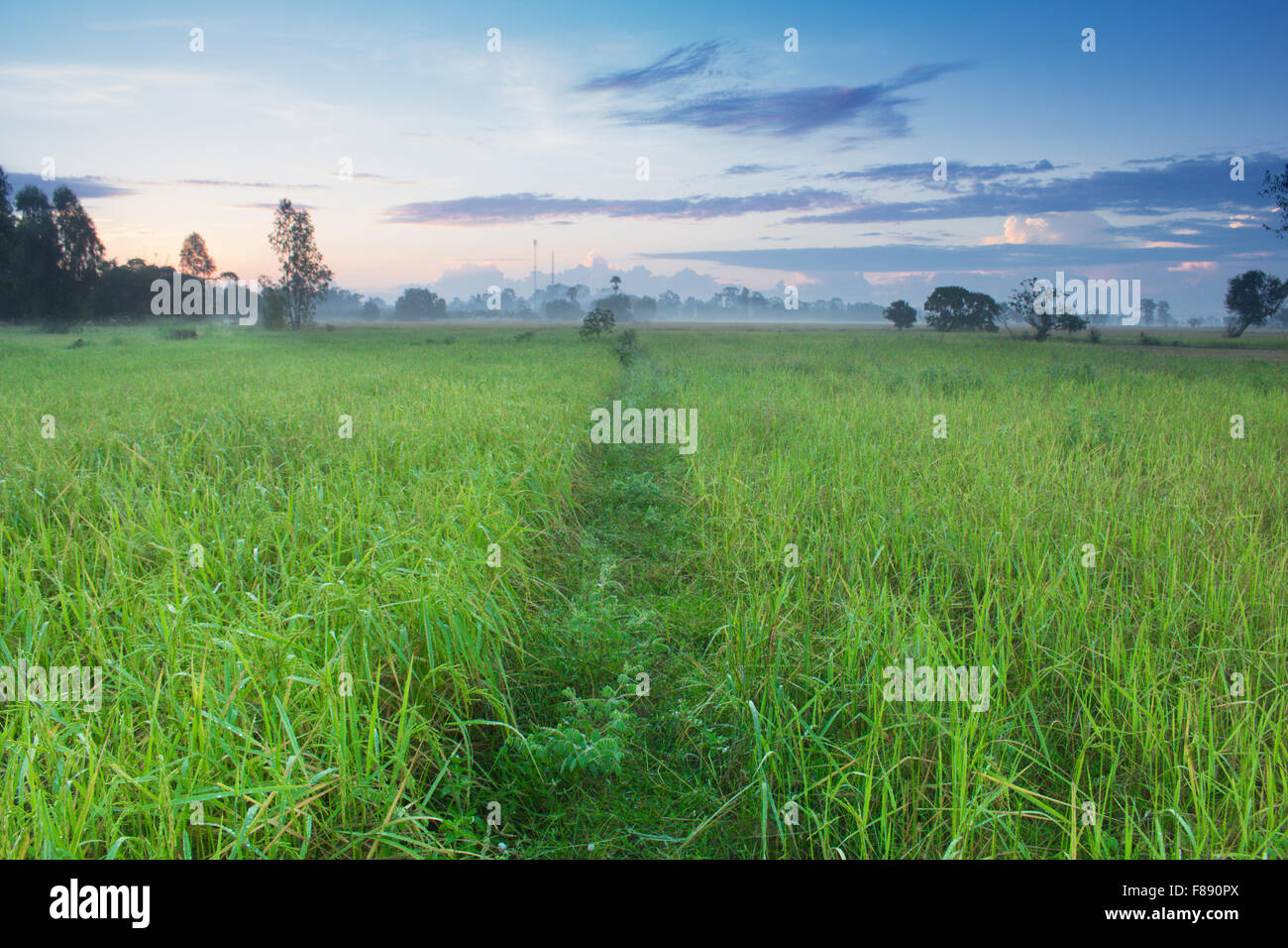 Rice field of farmer and sun in the morning time,in Thailand Stock ...