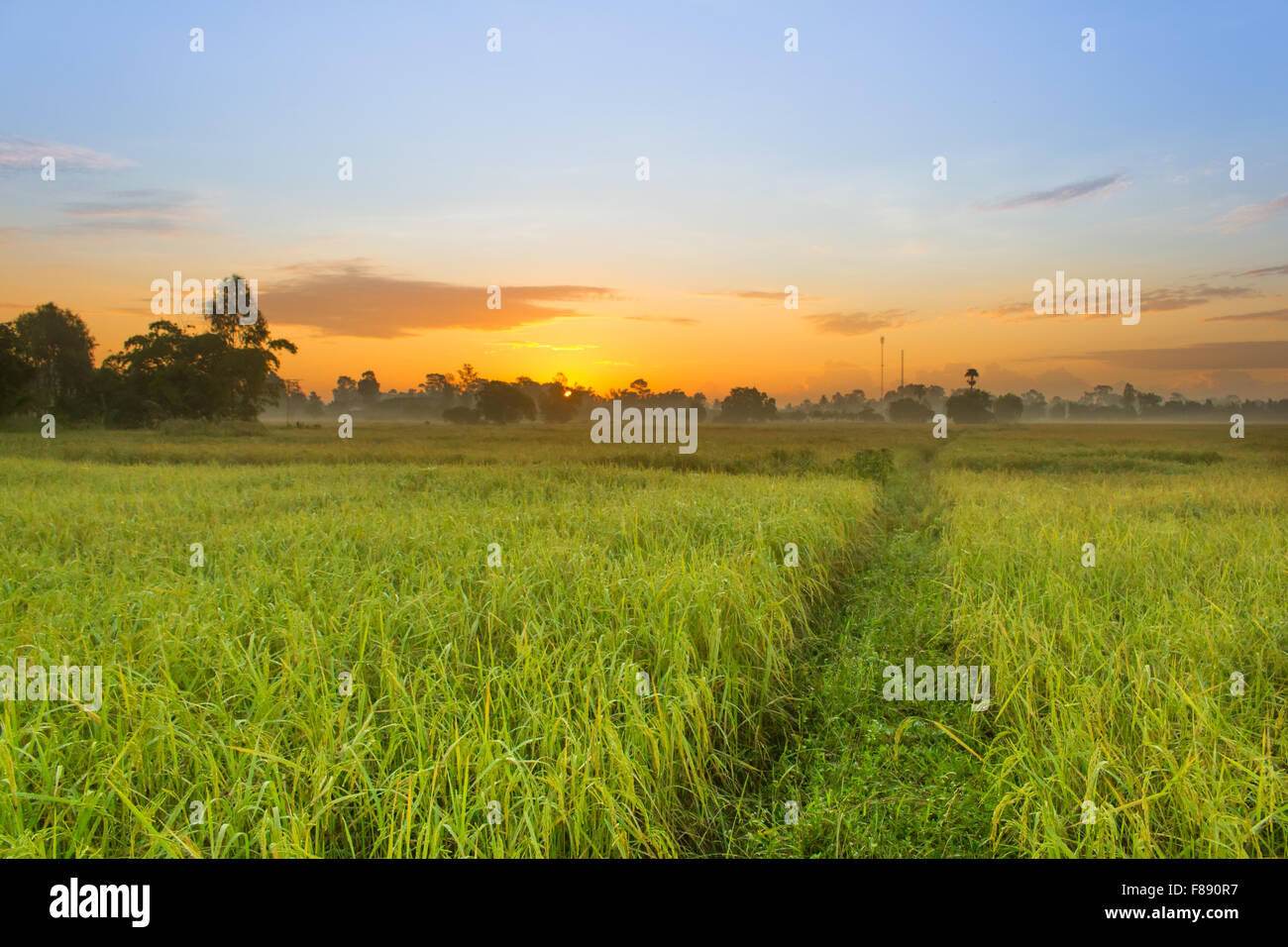 Rice field of farmer and sun in the morning time,in Thailand Stock ...