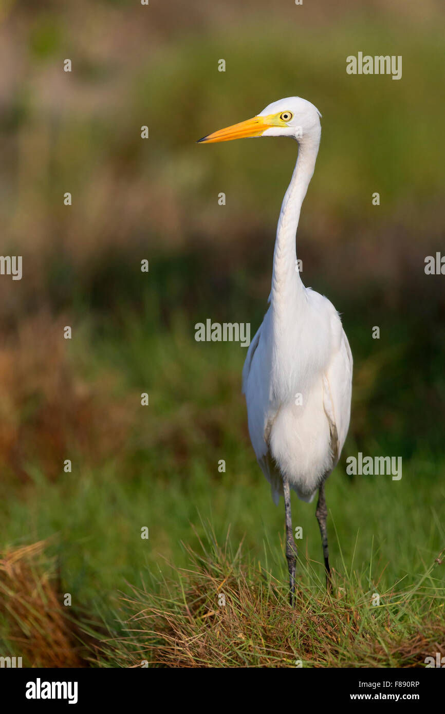 Intermediate Egret, Standing on the grass, Salalah, Dhofar, Oman ...