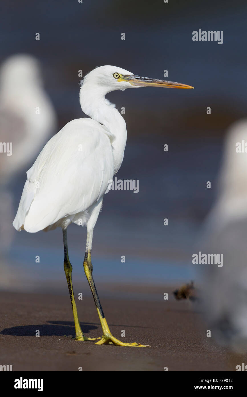 Western Reef Heron Stock Photo - Alamy