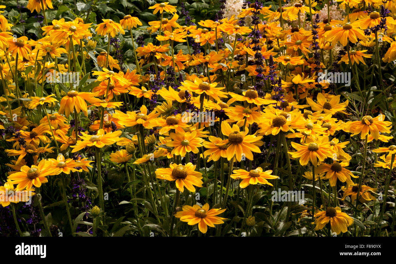 Yellow perennial tall flower hi-res stock photography and images - Alamy