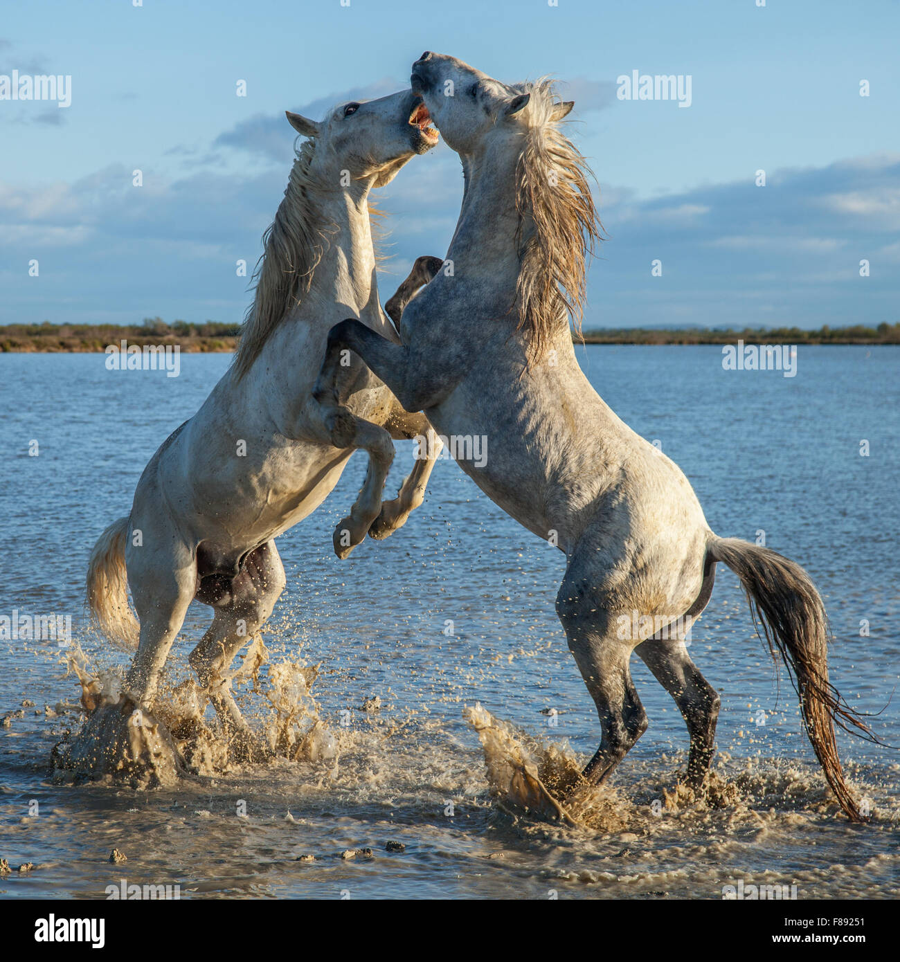 two stallions fighting in the marshes of the Camargue, France Stock ...