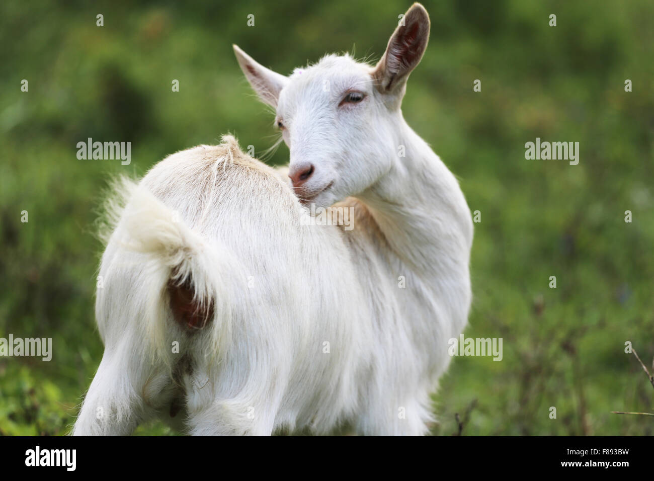 Portrait of a young white goat from behind Stock Photo - Alamy