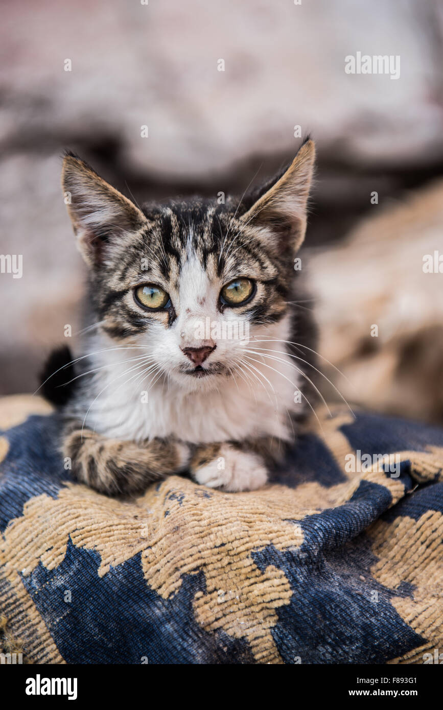 Moroccan cat at the tannery in Marrakesh Stock Photo - Alamy