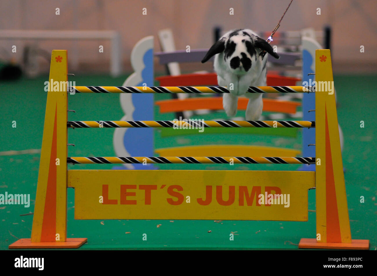 National Pet Show 2015 - Rabbit Grand National Photocall at the NEC ...
