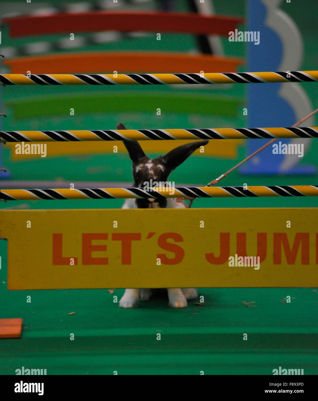 National Pet Show 2015 - Rabbit Grand National Photocall at the NEC ...