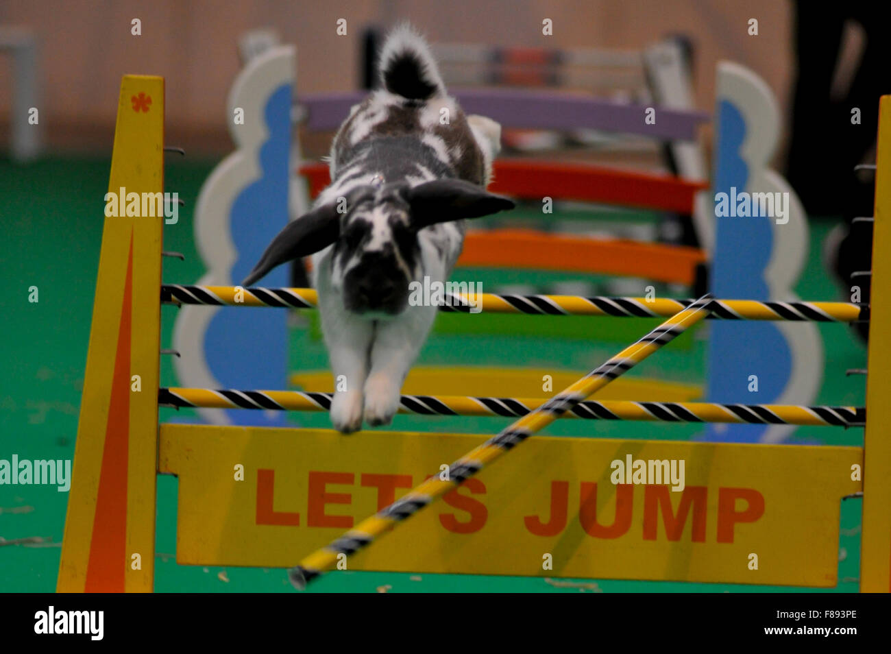 National Pet Show 2015 - Rabbit Grand National Photocall at the NEC ...