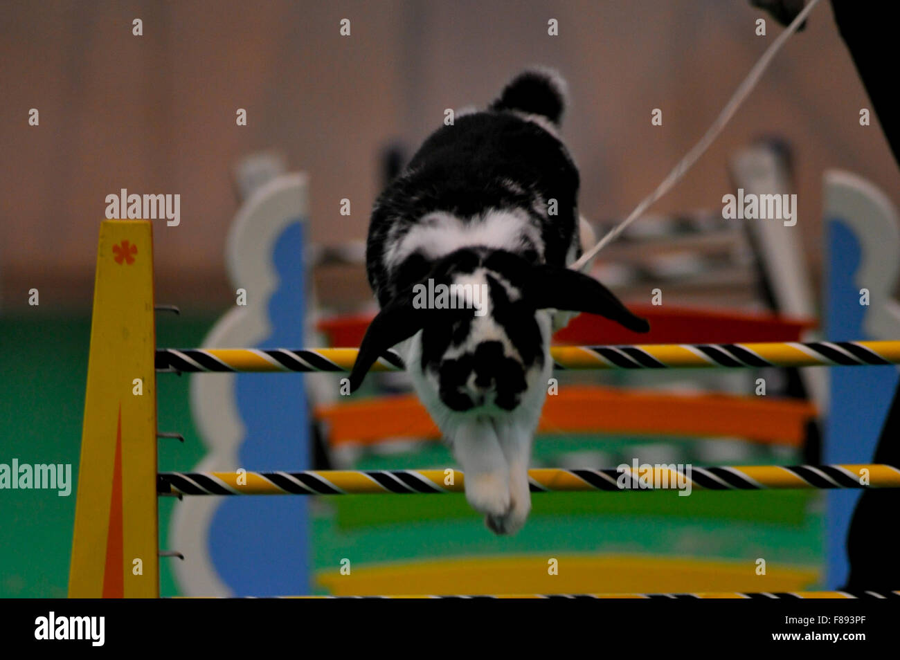 National Pet Show 2015 - Rabbit Grand National Photocall at the NEC ...