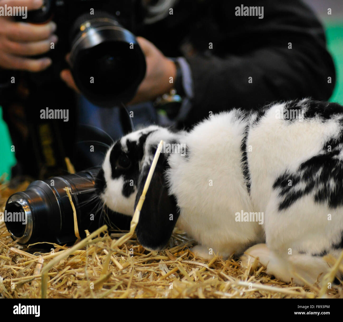 National Pet Show 2015 - Rabbit Grand National Photocall at the NEC ...