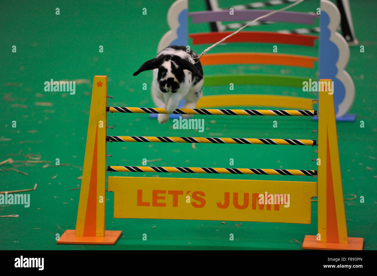 National Pet Show 2015 - Rabbit Grand National Photocall at the NEC ...