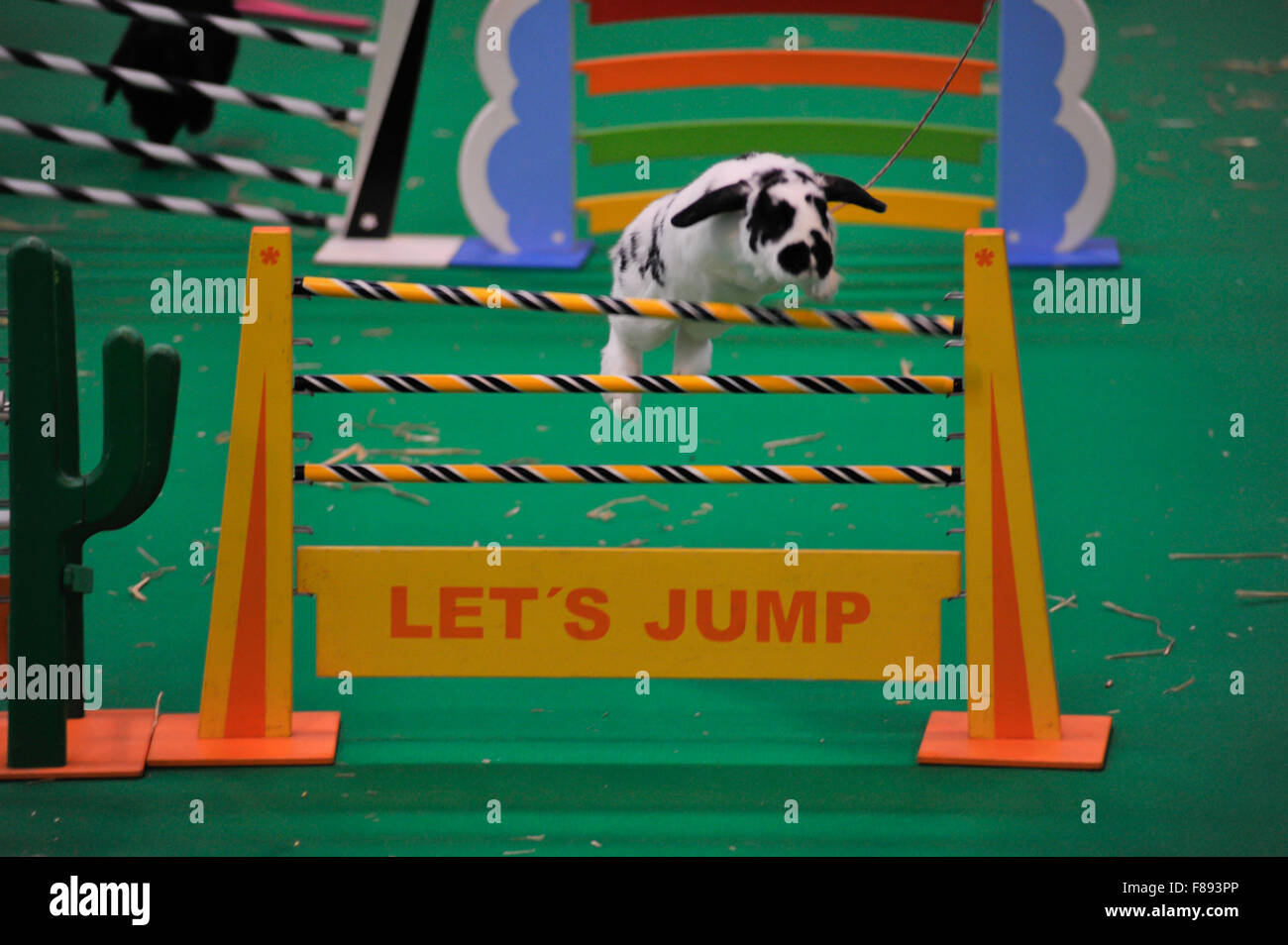 National Pet Show 2015 - Rabbit Grand National Photocall at the NEC ...