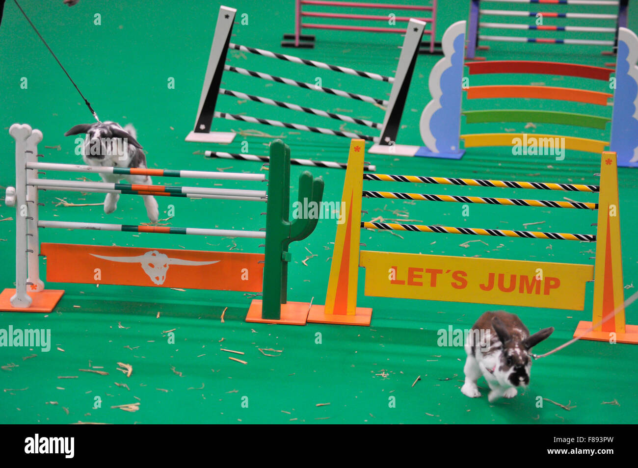 National Pet Show 2015 - Rabbit Grand National Photocall at the NEC ...