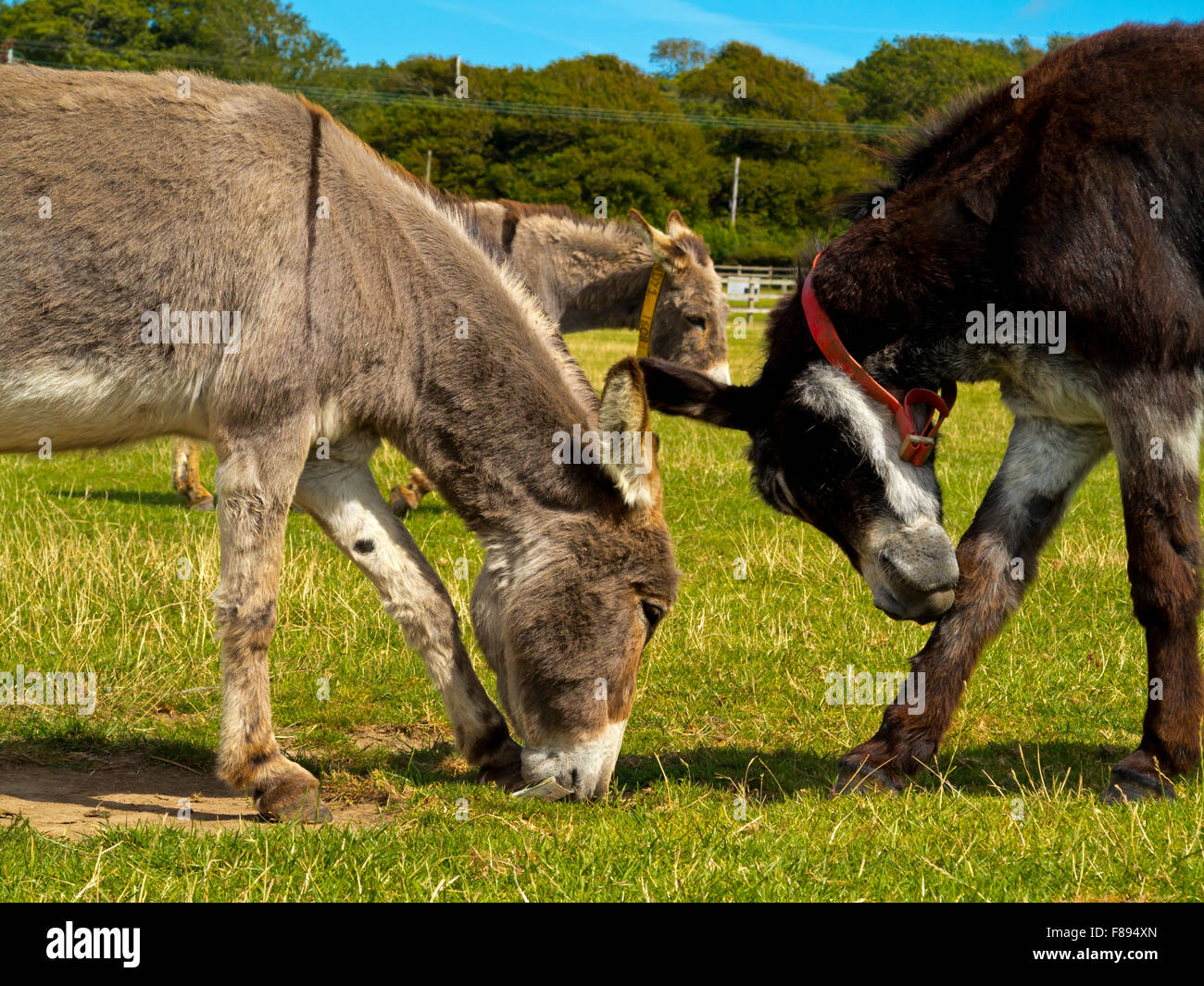 Donkeys at the Isle of Wight Donkey Sanctuary near Wroxall and set up ...