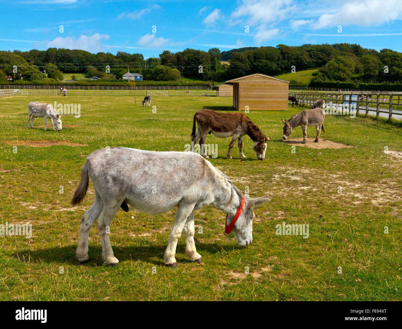I Of W Donkey Sanctuary