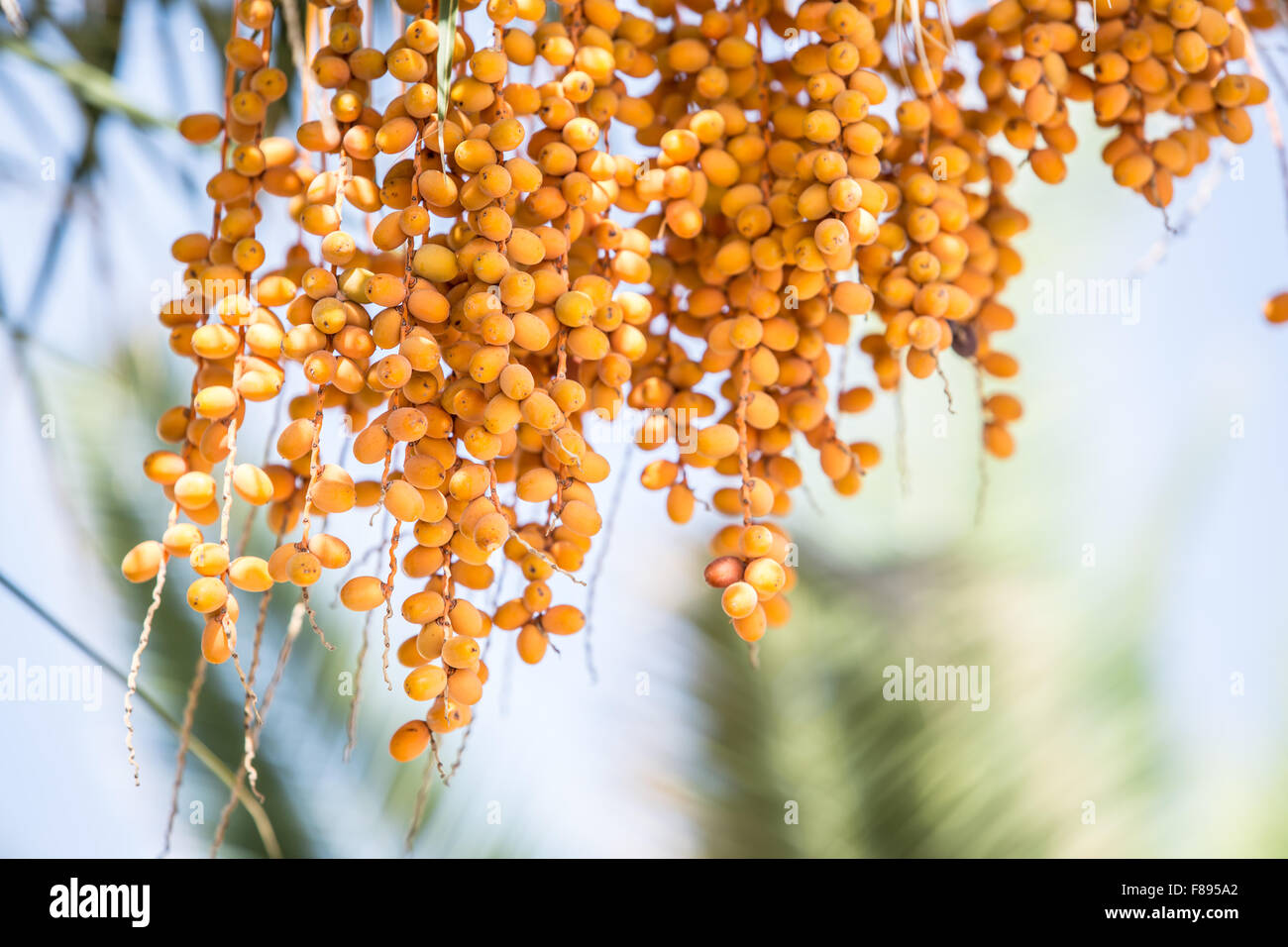 Date fruits on the tree. Close-up Stock Photo - Alamy
