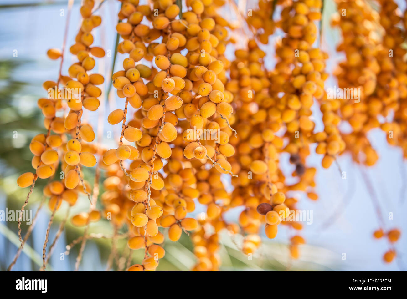 Date fruits on the tree. Close-up Stock Photo - Alamy