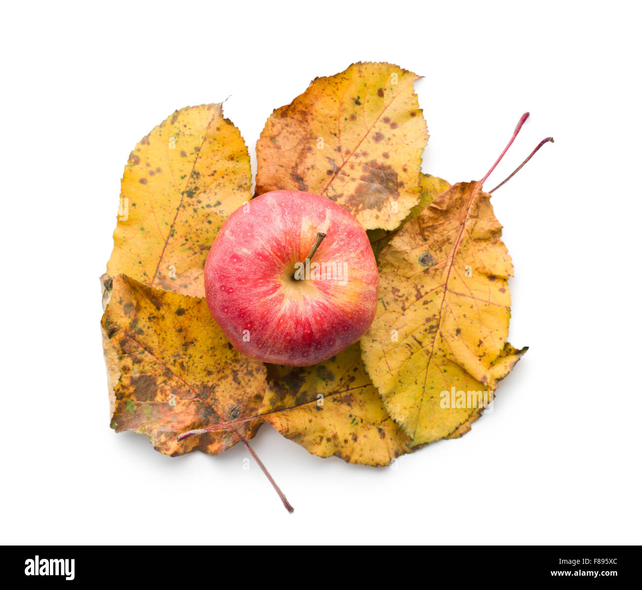 autumn apple and leaves on white background Stock Photo - Alamy