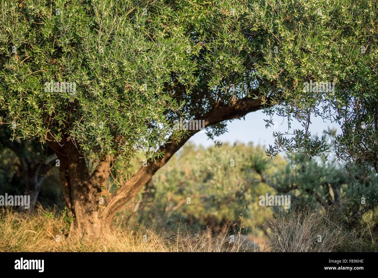 Olive tree garden hi-res stock photography and images - Alamy