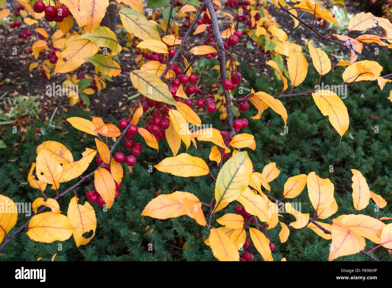 Small red berry like fruit on tree with leaves turned yellow with ...