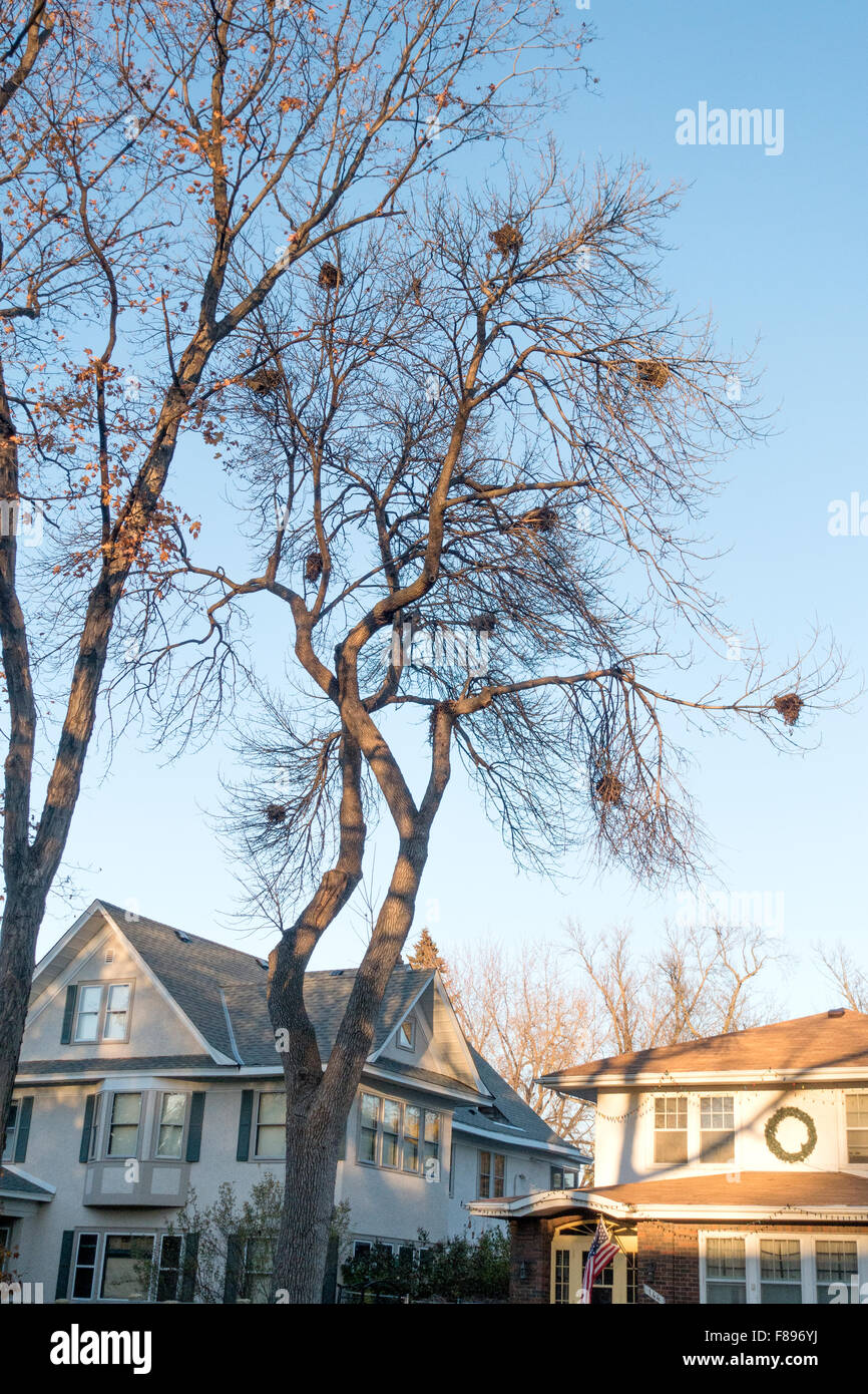 Unusual configuration of 10 nests in one tree. I don't know if they are ...