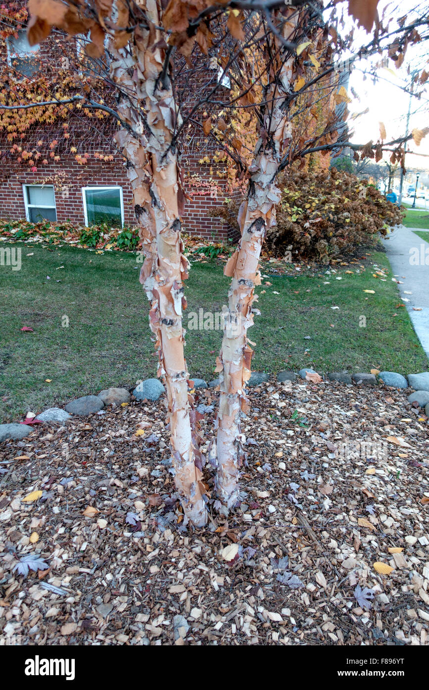 Pealing birch like tree growing in a residential city designed yard in ...