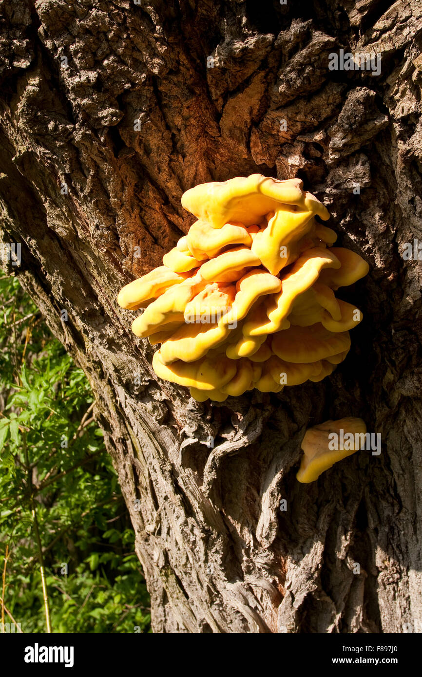 crab-of-the-woods, sulphur polypore, Chicken of the Woods, Schwefel ...