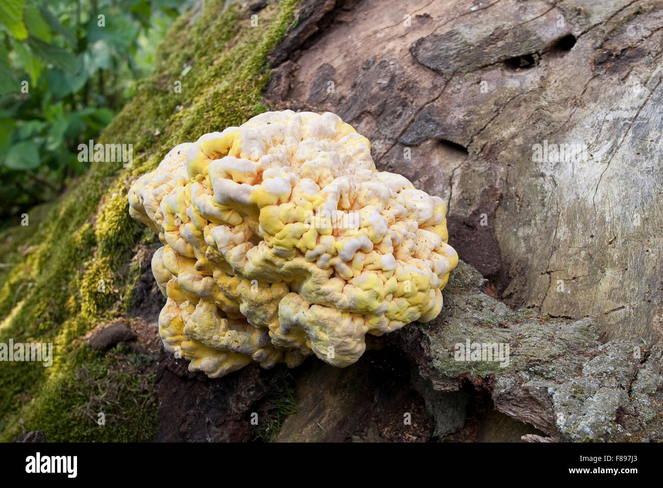 crab-of-the-woods, sulphur polypore, Chicken of the Woods, Schwefel ...