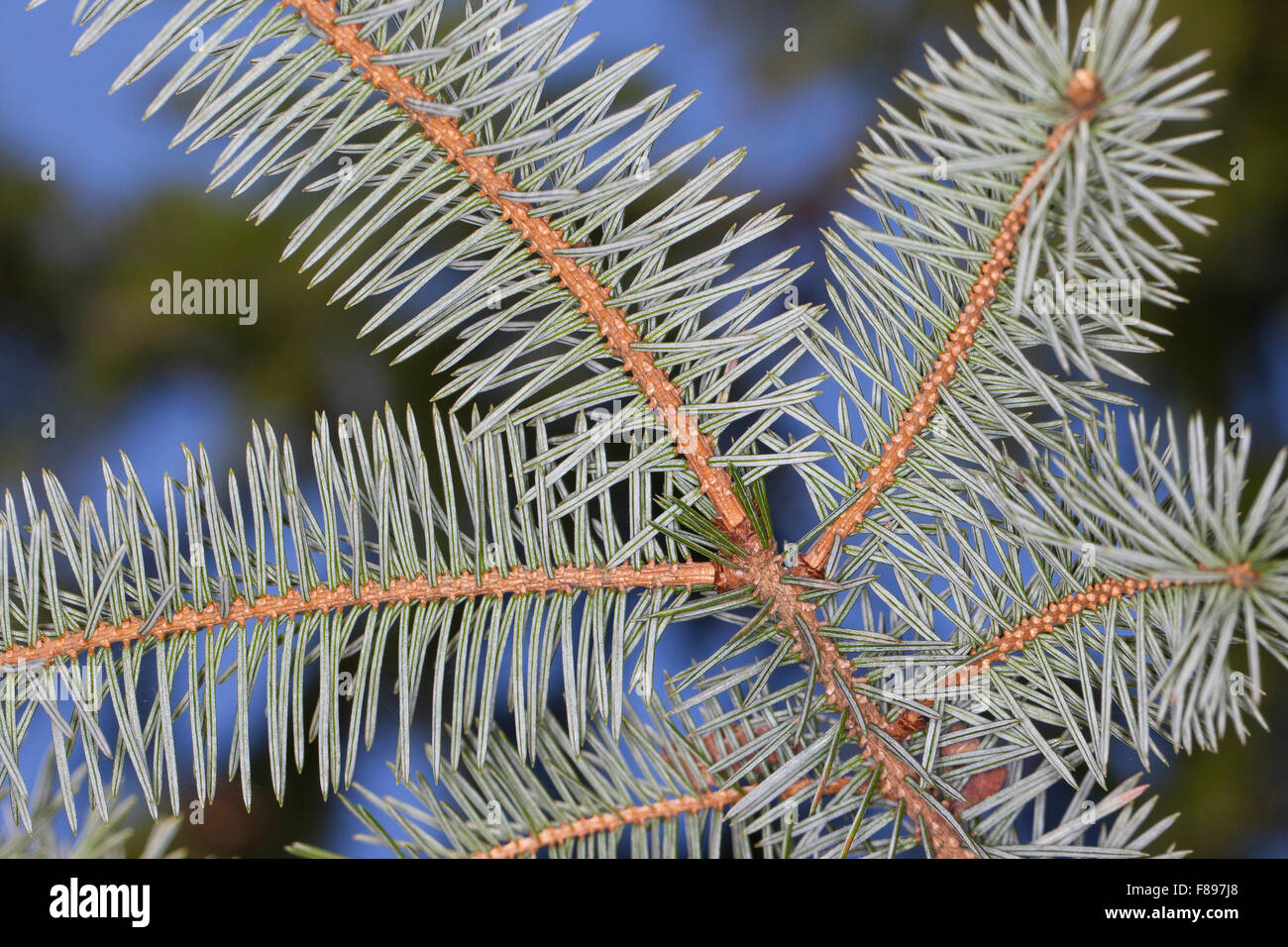 Sitka spruce, Sitka-Fichte, Sitkafichte, Picea sitchensis, L’Épinette ...