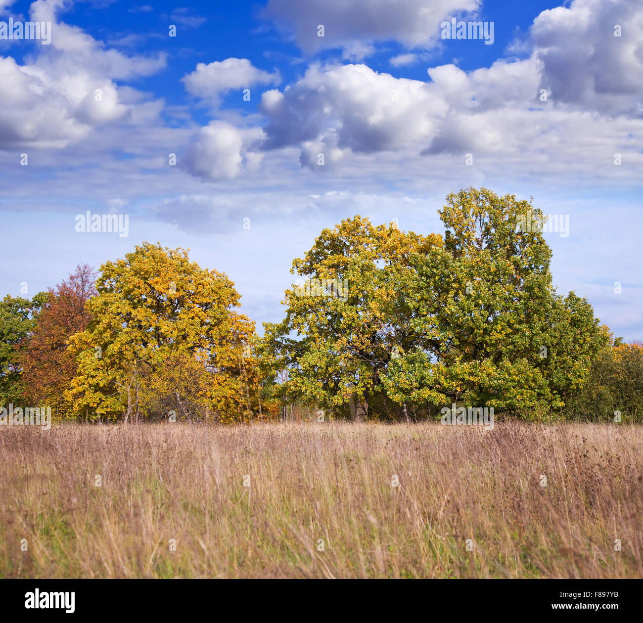 September landscape with trees under cloudy sky Stock Photo - Alamy