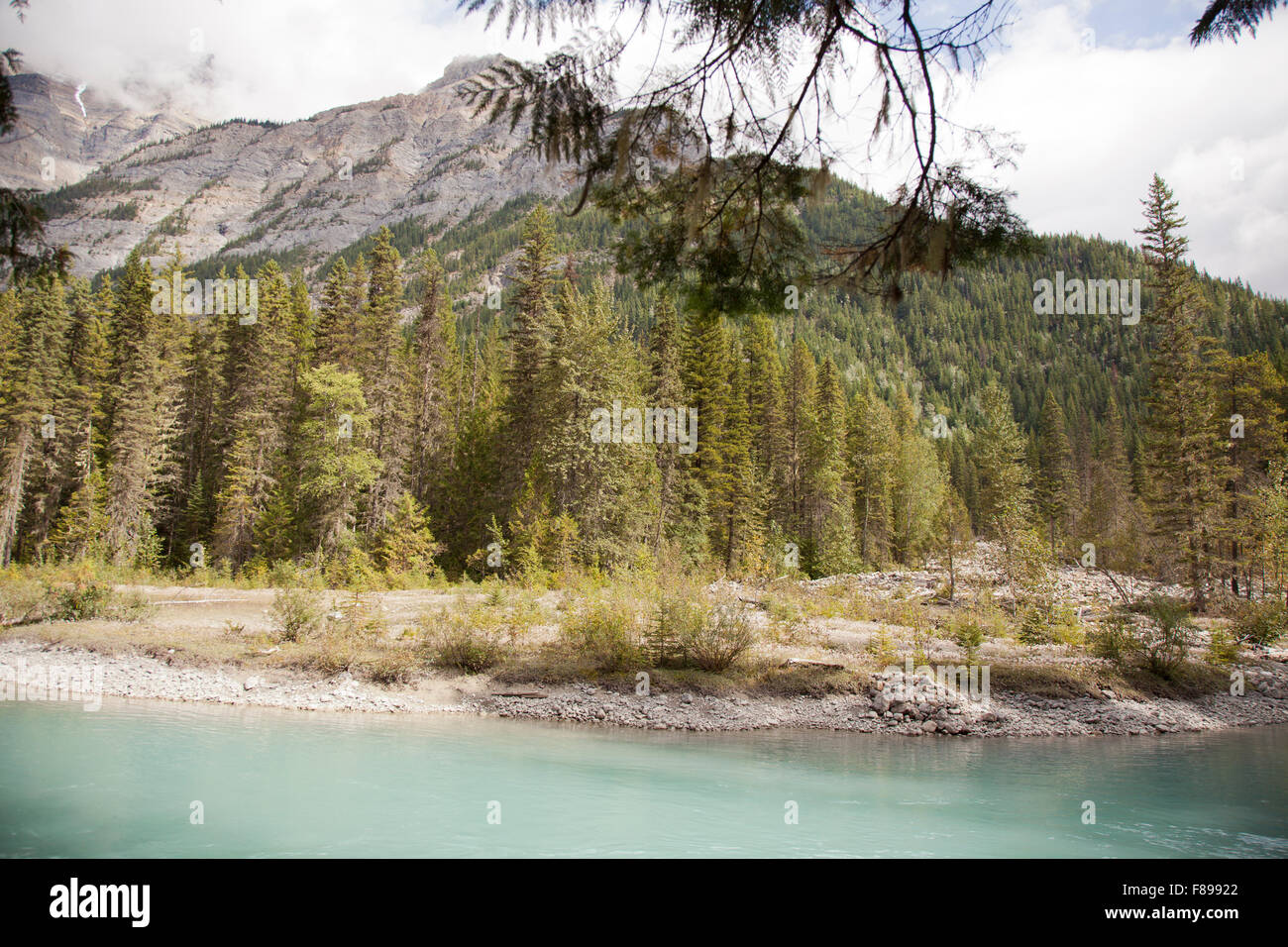 robson river forest trees bc canada british columbia hike mountain ...
