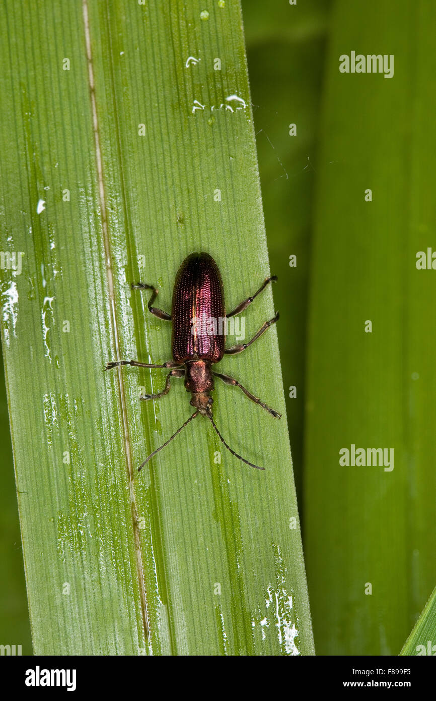 Reed beetle hi-res stock photography and images - Alamy
