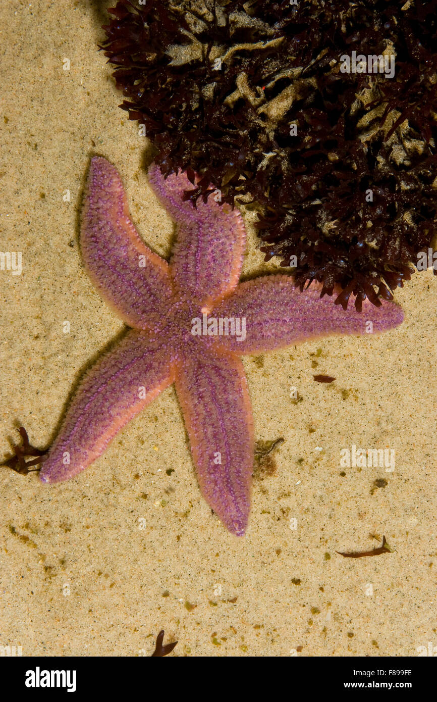 Common starfish hi-res stock photography and images - Alamy