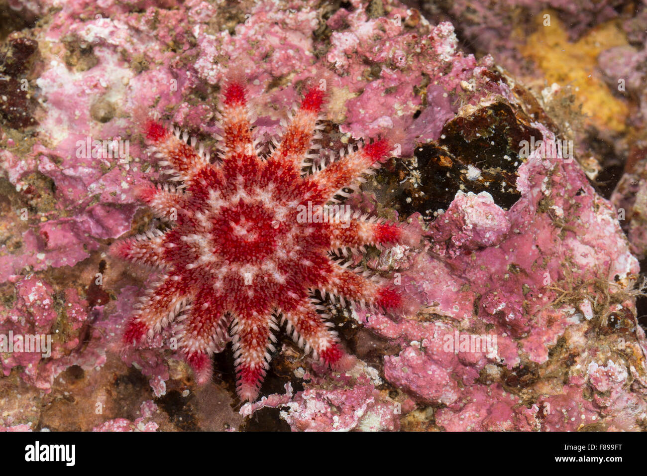 Common sun star, sunstar, spiny sun star, sea star, sea-star ...