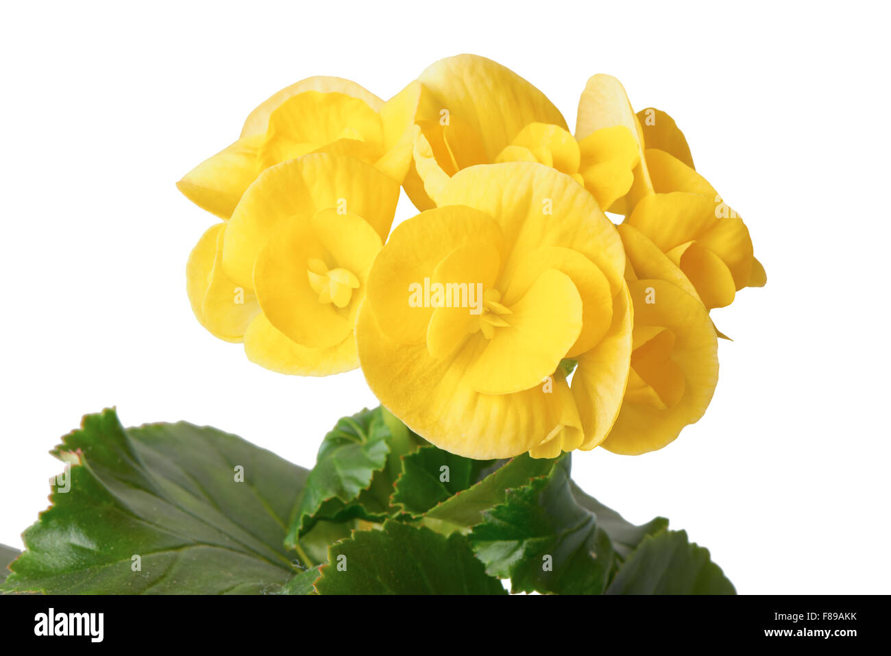 Yellow Begonia High Resolution Stock Photography and Images - Alamy