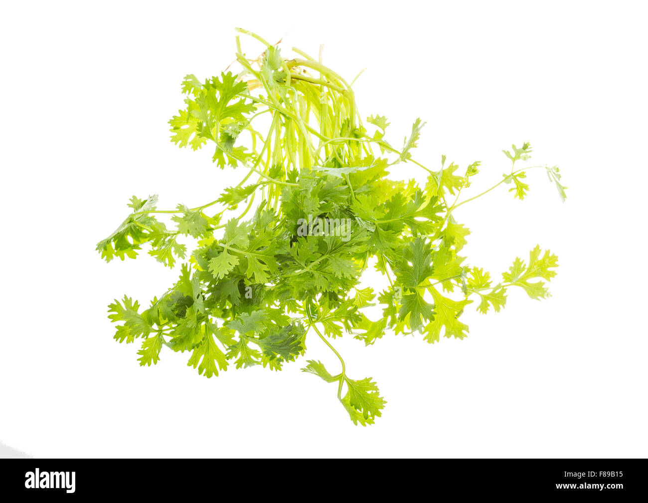 Bright fresh coriander leaves isolated Stock Photo - Alamy