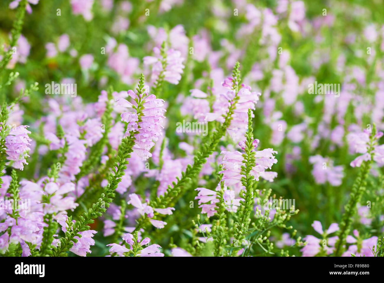 Closeup of Physostegia virginiana flowers. It is also called as ...