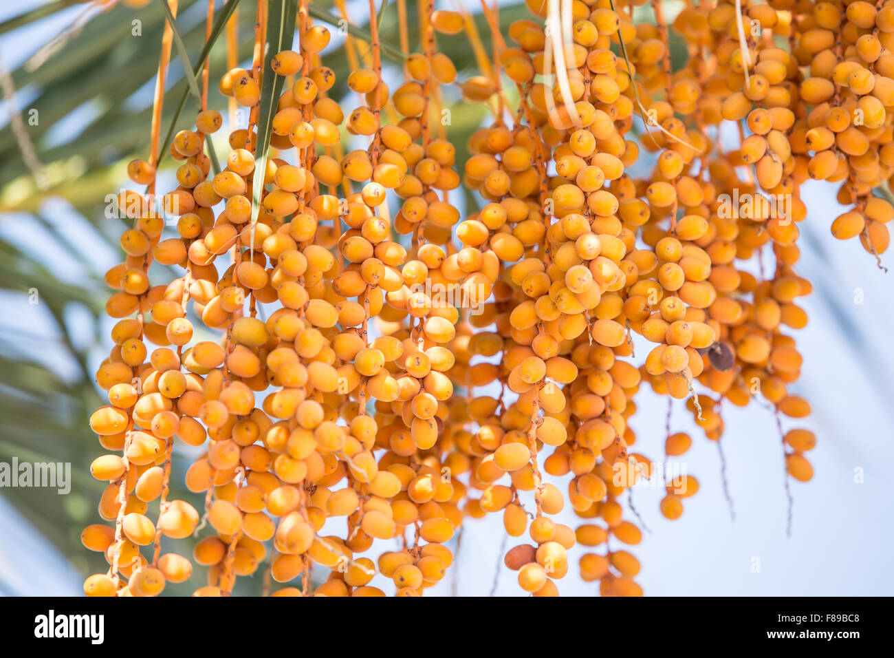 Date fruits on the tree. Close-up Stock Photo - Alamy