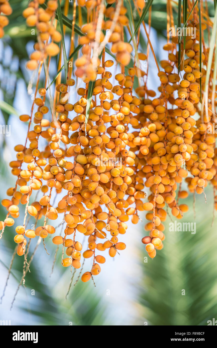 Date fruits on the tree. Close-up Stock Photo - Alamy